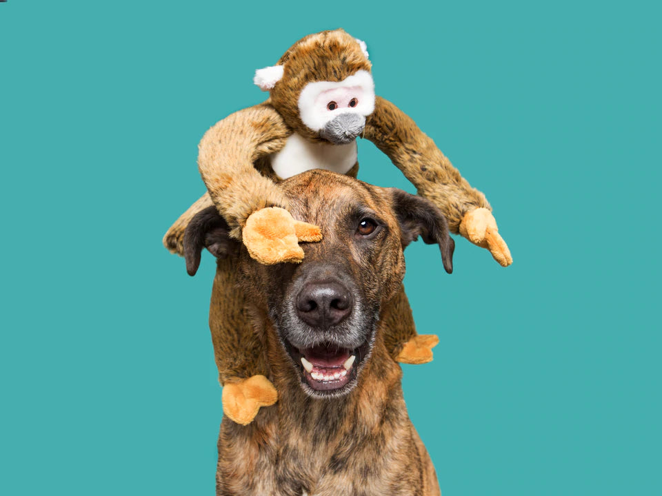 Fluff & Tuff Albert Monkey Plush Dog Toy – Happy Tails