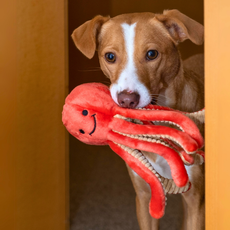 Fluff & Tuff Squirt Octopus Plush Dog Toy – Happy Tails
